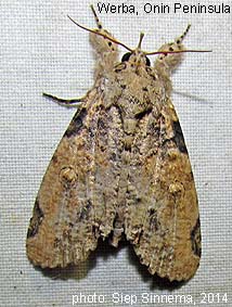 Papua Insects Foundation (Lepidoptera/Nolidae/Eligminae/Gadirtha impingens)